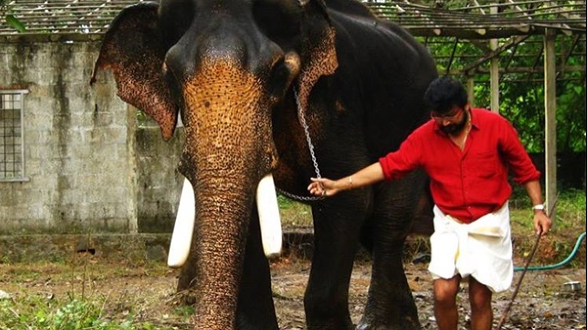 Jayaram pens book about elephants - Malayalam Oneindia