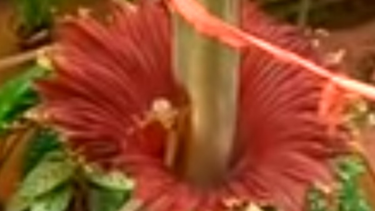 World's second largest flower Amorphous blooms in Wayanad. | ലോകത്തിലെ ...