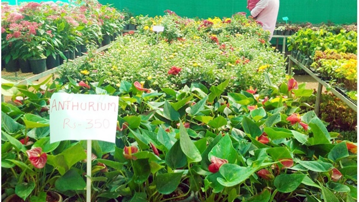 wayanad flower show; a visual treat to public - Malayalam Oneindia