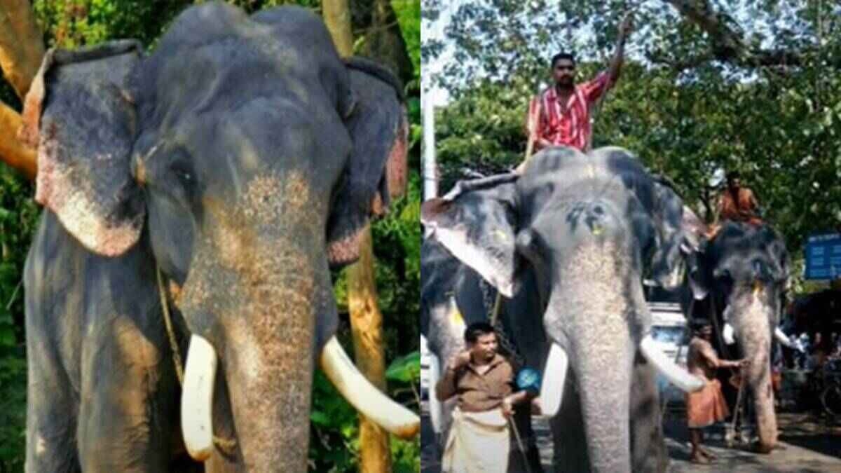 Komban Elephant Radhakrishnan saw the outer world of Punnathur Kotta ...