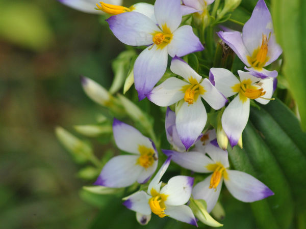 The indigeneous flowers used in OnaM Pookkalam are under extinction ...