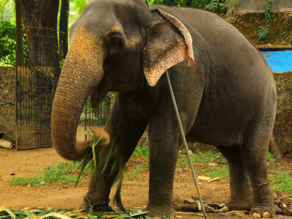 What is the price of an elephant in Kerala - Malayalam Oneindia