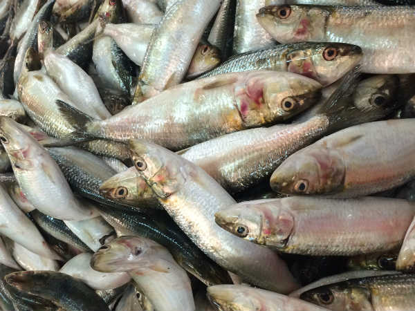 മത്തിയ്ക്കും കേരളം മടുത്തു, കൂട്ടത്തോടെ ഉത്തരേന്ത്യന്‍ തീരങ്ങളിലേയ്ക്ക് ...