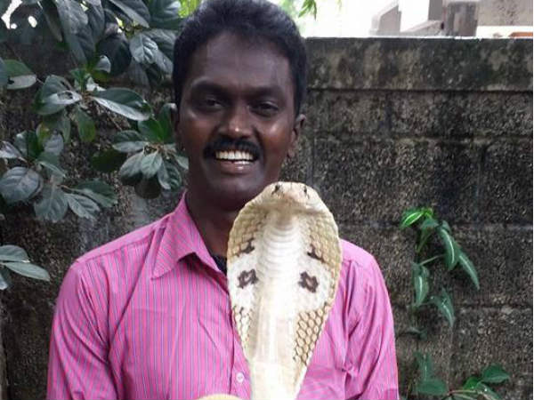 Vava Suresh rescued 'Golden Cobra' from Attingal in Thiruvananthapuram ...