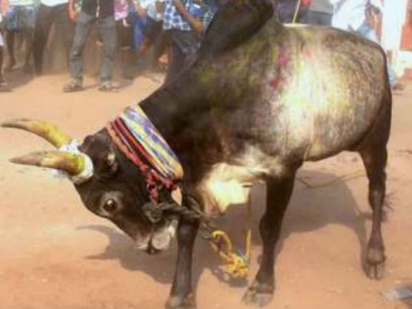 500 bulls to be used for Jallikattu in Madurai’s Avaniapuram on Feb 5 ...