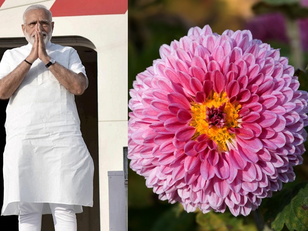 Chrysanthemum flower named MODI to honour PM - Malayalam Oneindia