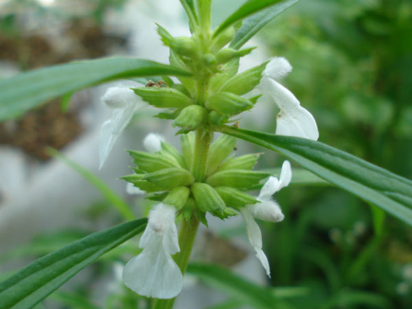 Thumba and Onam relation | തുമ്പപ്പൂ കൊണ്ട് പൂവിടുക മാത്രമല്ല ...