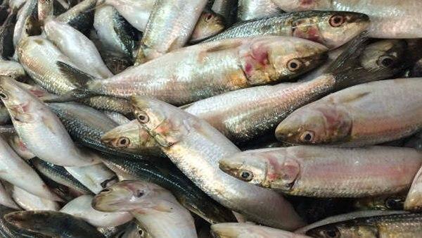 Herring again off the coast of Kerala; CMFRI wants control over ...