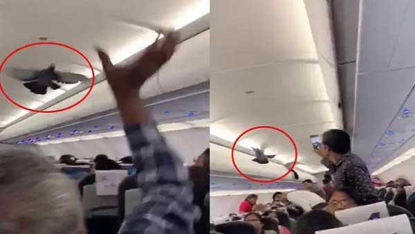 Video of Piegeon goes viral inside Go Air flight - Malayalam Oneindia