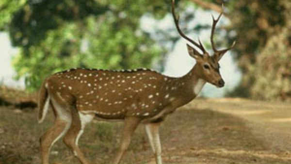 palakkad: forest rangers helped deer to escape from dogs - Malayalam ...