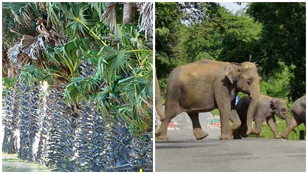 Palmara bio fencing; First in india strated at aralam | പാൽമിറ ബയോഫെ ...