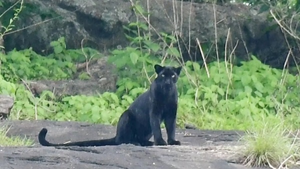 Black tiger on the rock next to the road; Images from Malampuzha go ...