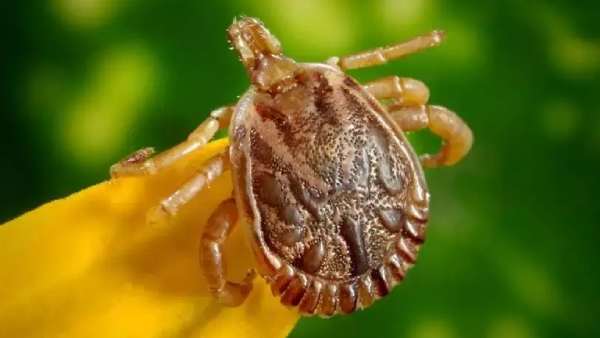 What is Scrub Typhus And It Symptoms; Everything You Need to Know In ...