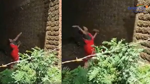 viral video of an Indian woman throwing cow dung accurately without ...