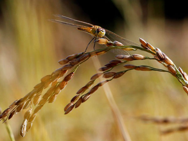 Chingam (ചിങ്ങം)1 2022: Malayalam Wishes, Quotes, Images, Poster ...