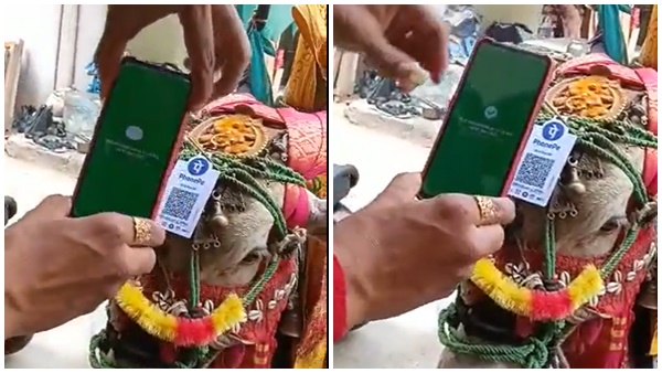 Viral Video: Man Scans QR Code On Cow's Head To pay money, here is the ...