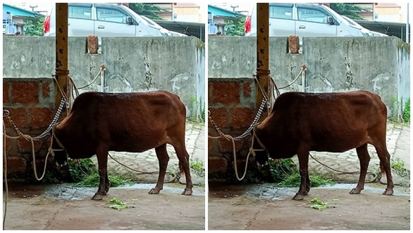 The third cow also got infected: Kannur dairy farmers are in a big ...