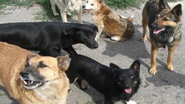 Rabies vaccination will start soon in wayanad after stray dog issue ...