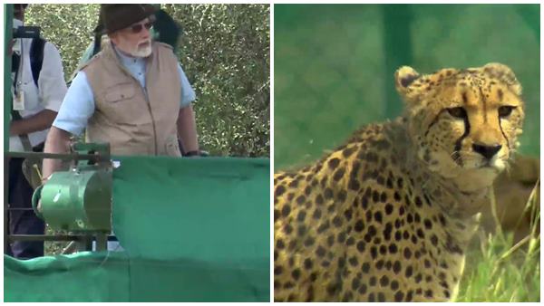 eight cheetahs brought to Kuno National Park on Narendra Modi's ...