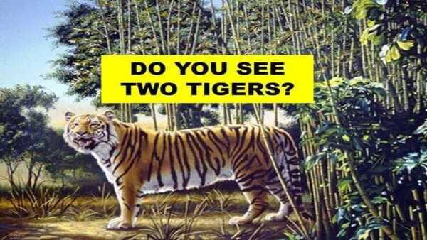 Optical illusion image that hides a tiger in a tiger pic goes viral ...