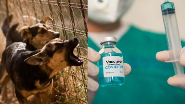 a batch of rabies vaccine stopped recalled for further tests most of ...