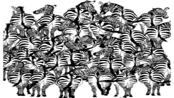 Optical illusion pic that hides an animal in a pack of zebra goes viral ...