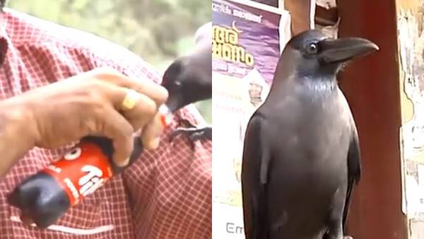 story of Kollam's crow drinking Pepsi and Coca-Cola is going viral on ...