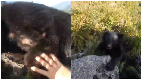 A mountain climber chased by a bear, he punches that animal, video goes ...
