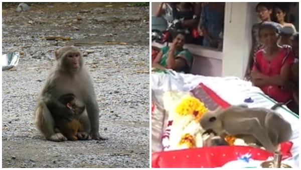 Monkey comes to human friend's funeral and kiss him in srilanka, video ...