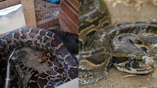 Kozhikode forest department caught the python that entered the chicken coop - Malayalam Oneindia