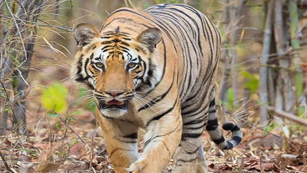Tiger caught in wayanad, cheeral resident now peacefuly sleep ...