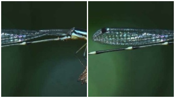 A new species was discovered from Elapeedika in Kanichar Panchayat of ...