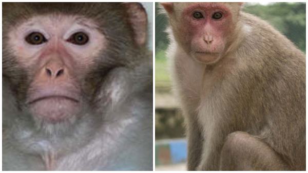 Optical illusion pic that hides a monkey with smiling face goes viral ...