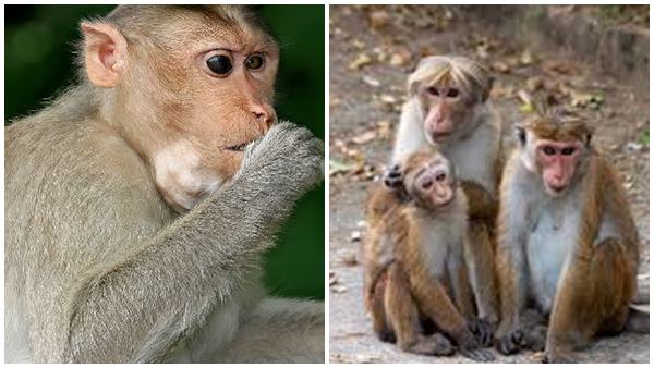 Optical illusion pic that hides a monkey with smiling face goes viral ...