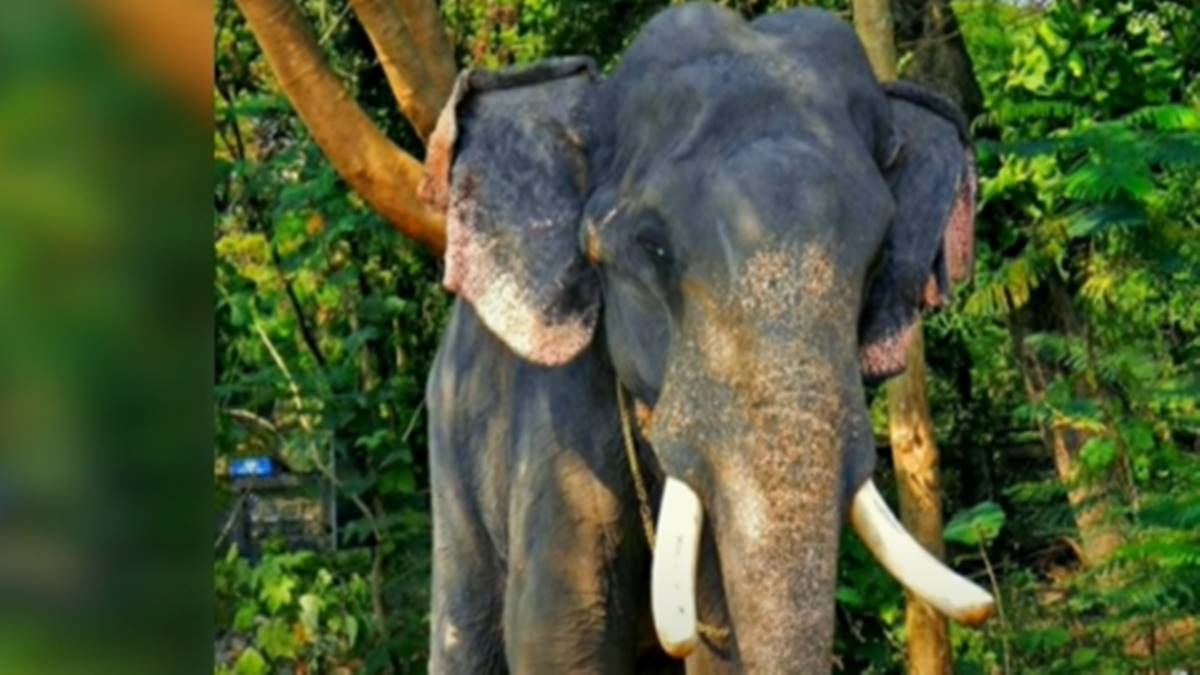 Komban Elephant Radhakrishnan saw the outer world of Punnathur Kotta ...