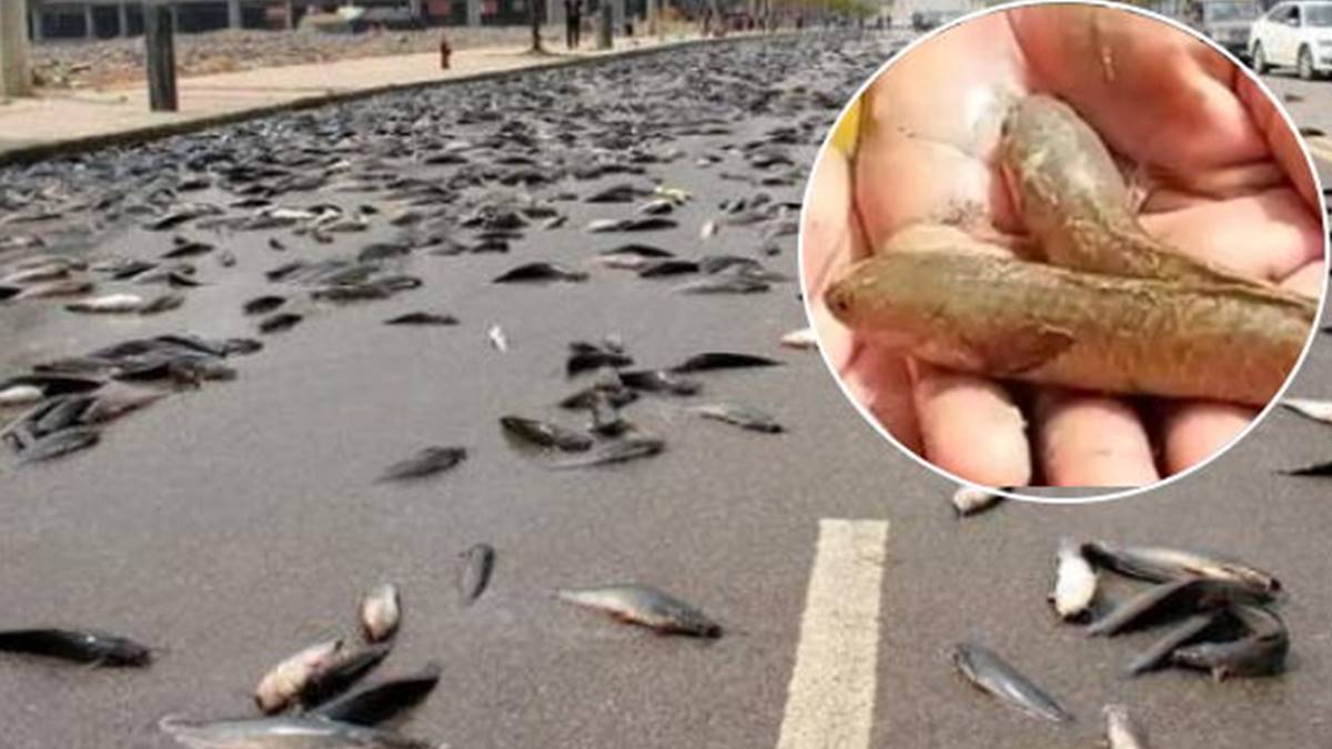 Fish fell from the sky along with rain in an Australian city, and what ...