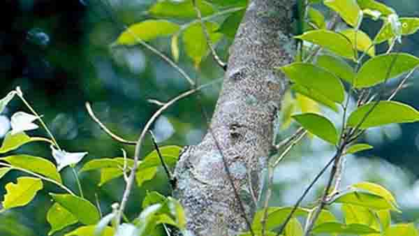 Idukki: The largest sandalwood tree in the country was cut down ...