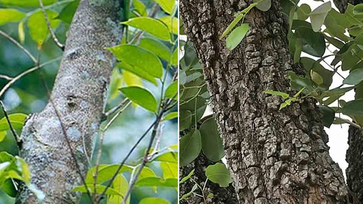 Idukki: The largest sandalwood tree in the country was cut down ...