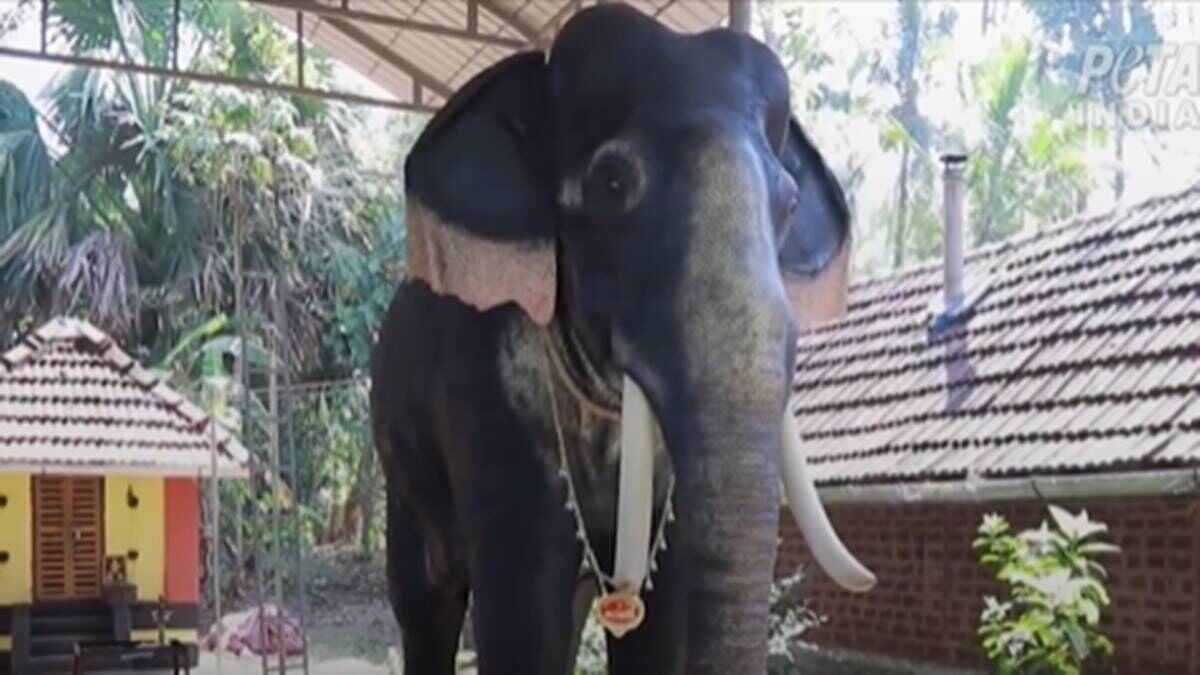 A new history in temple festival; robot elephant Irinyadappilli Raman ...