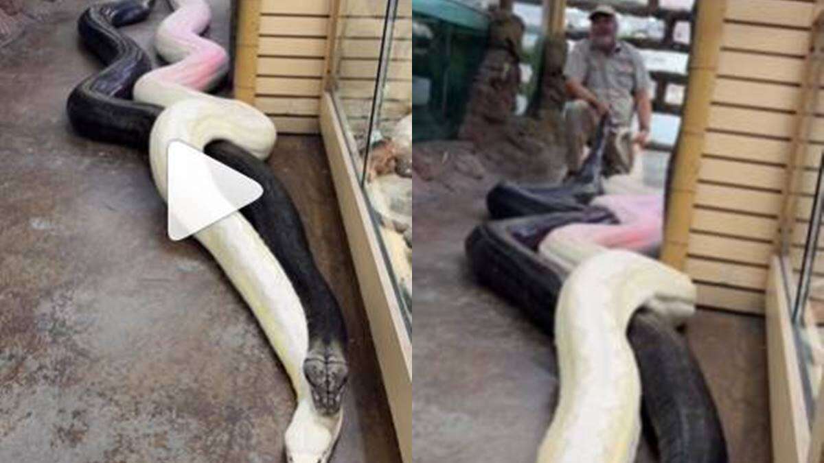 Viral Snake Video: Man's Clips of holding giant pythons by its tails ...
