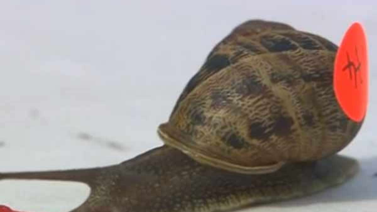 Snail curry, andhra pradesh's godavari got a new taste, here is why ...