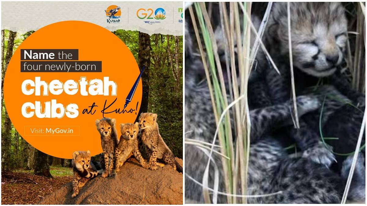 Government offers chance to give a name to the 4 cheetah cubs born in ...