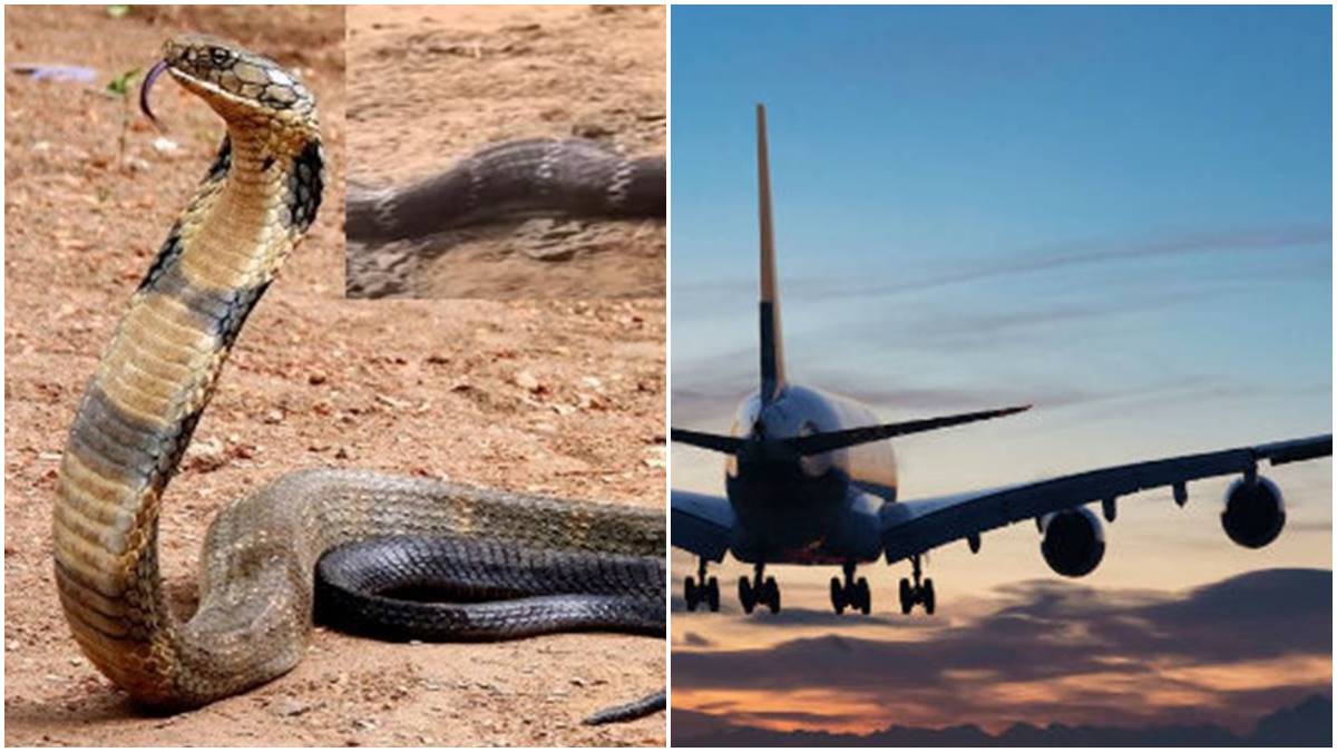 A Cobra was found on the plane, Here is What Pilot Did Goes Viral ...