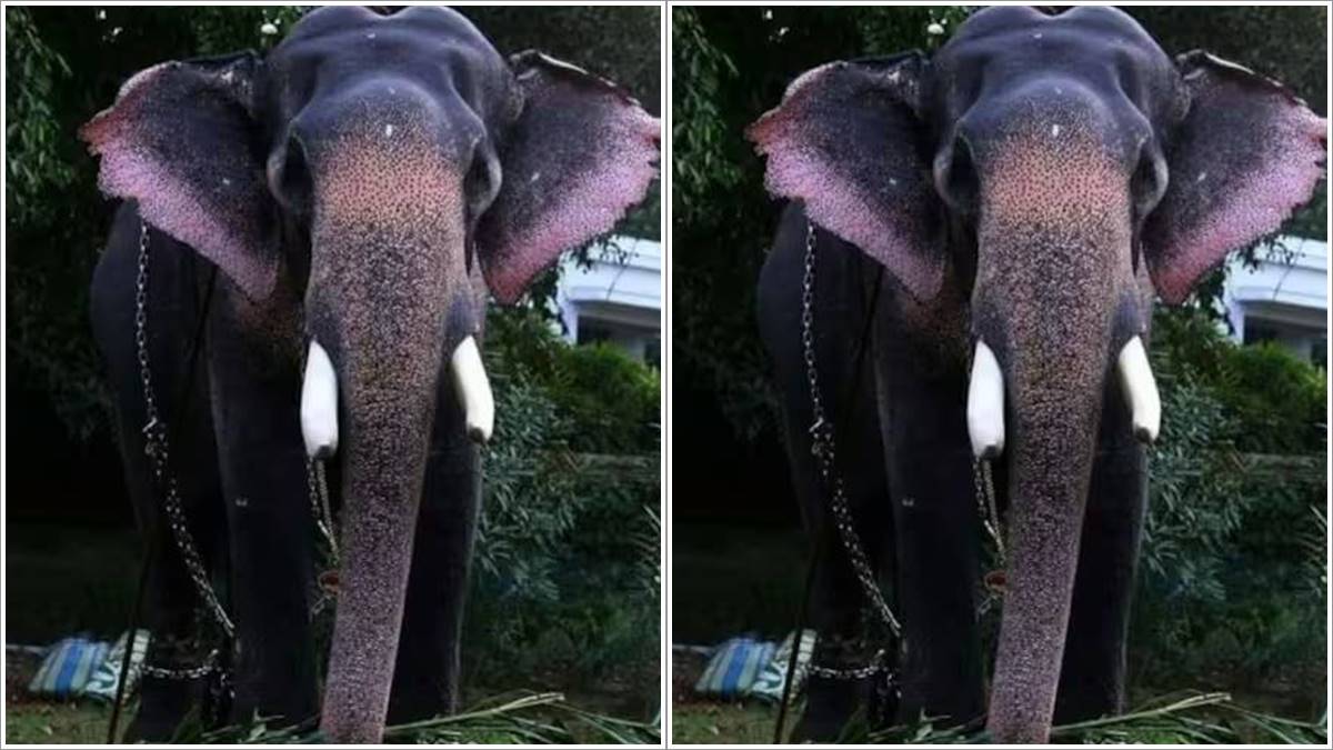Paramekkavu Devaswom Komban Devidasan elephant has passed away ...