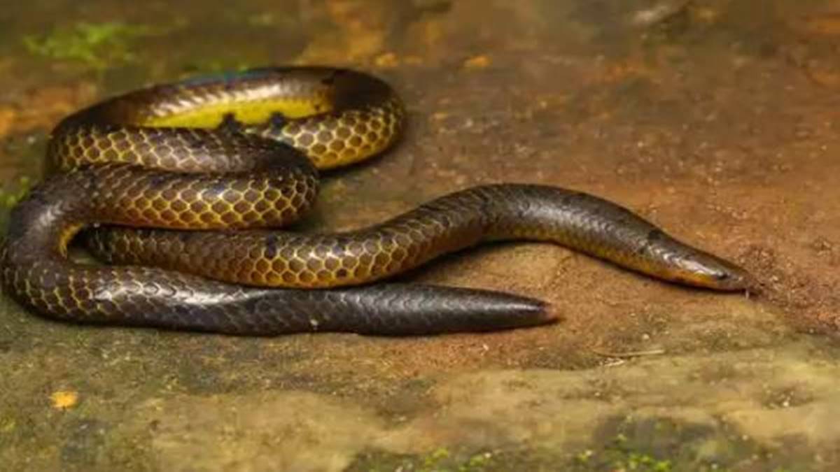 Viral: Man Says While He defecating, the snake entered his body through ...