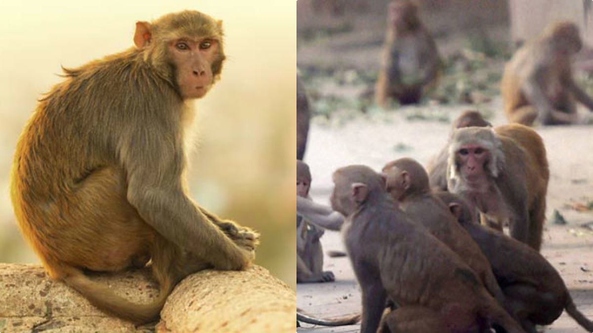 Hanuman monkey escaped from trivandrum zoo found, but didnt get caught ...
