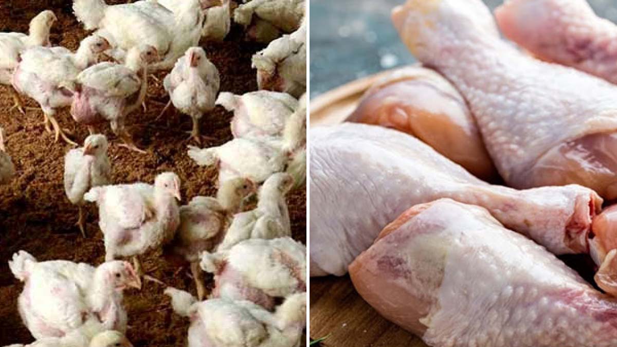 It is estimated that 6 crore kg of chicken is needed for food in Kerala ...