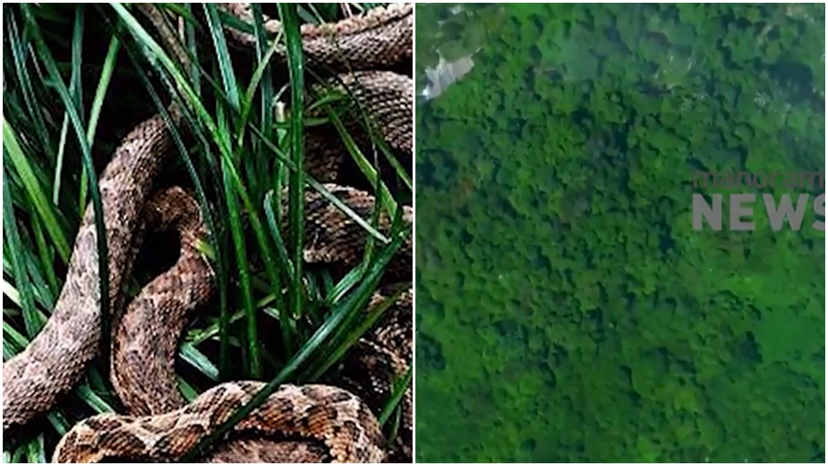 Here Is An Interesting Story Of An Island, IIha da Queimada Grande ...