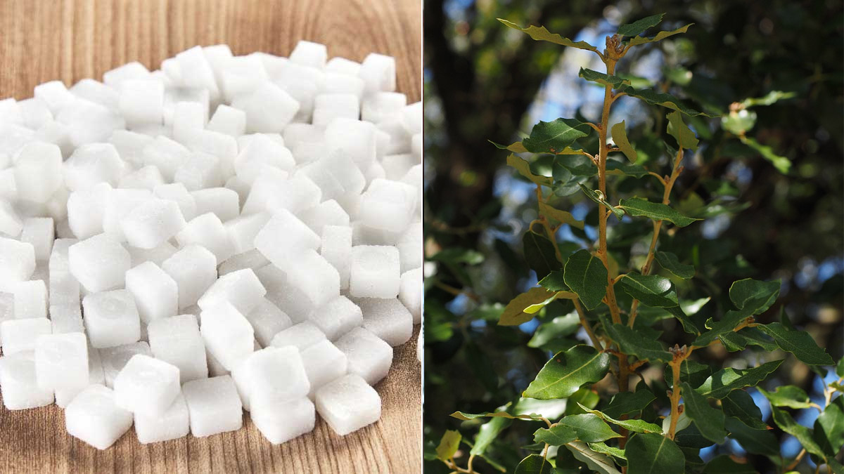 Vastu Tips: money will come in many ways if you have camphor tree at ...