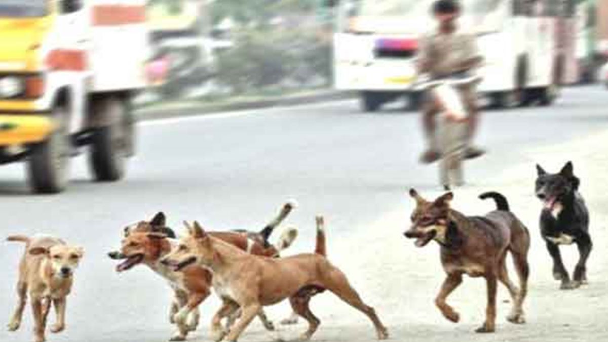 Stray Dog: Dog That Bit The Children In Thiruvananthapuram Diagnose ...